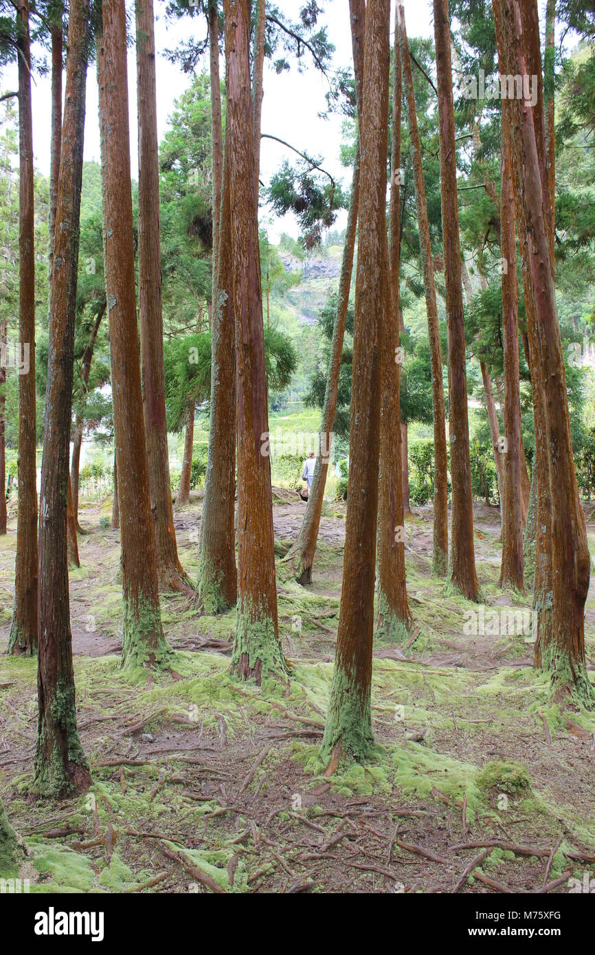 Azores forest hi-res stock photography and images - Alamy