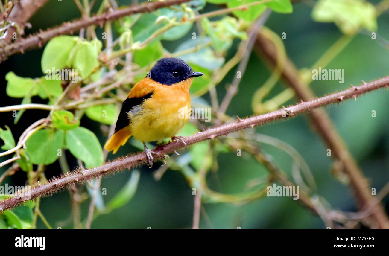 this small bird always look in munnar and other hill top area of green ...