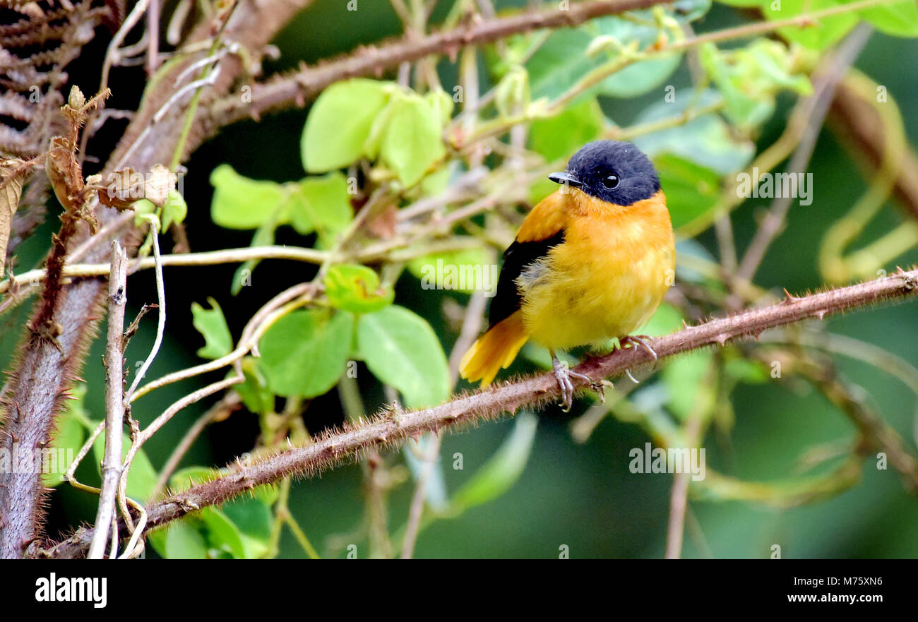 this small bird always look in munnar and other hill top area of green ...