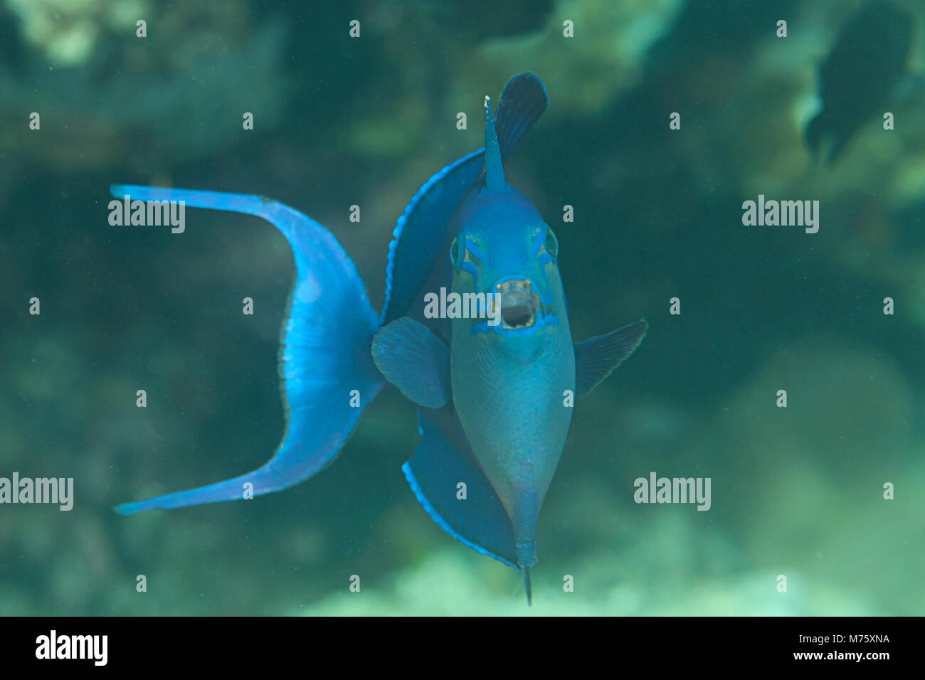 Red-toothed triggerfish ( Odonus niger ) swimming over coral reef of ...