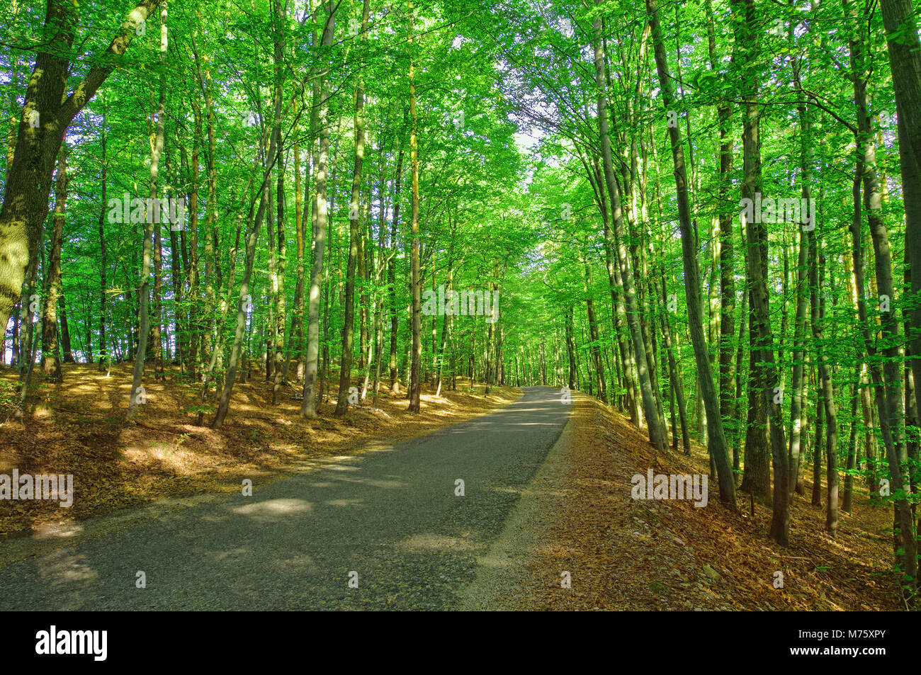 forest and road in spring landscape Stock Photo - Alamy