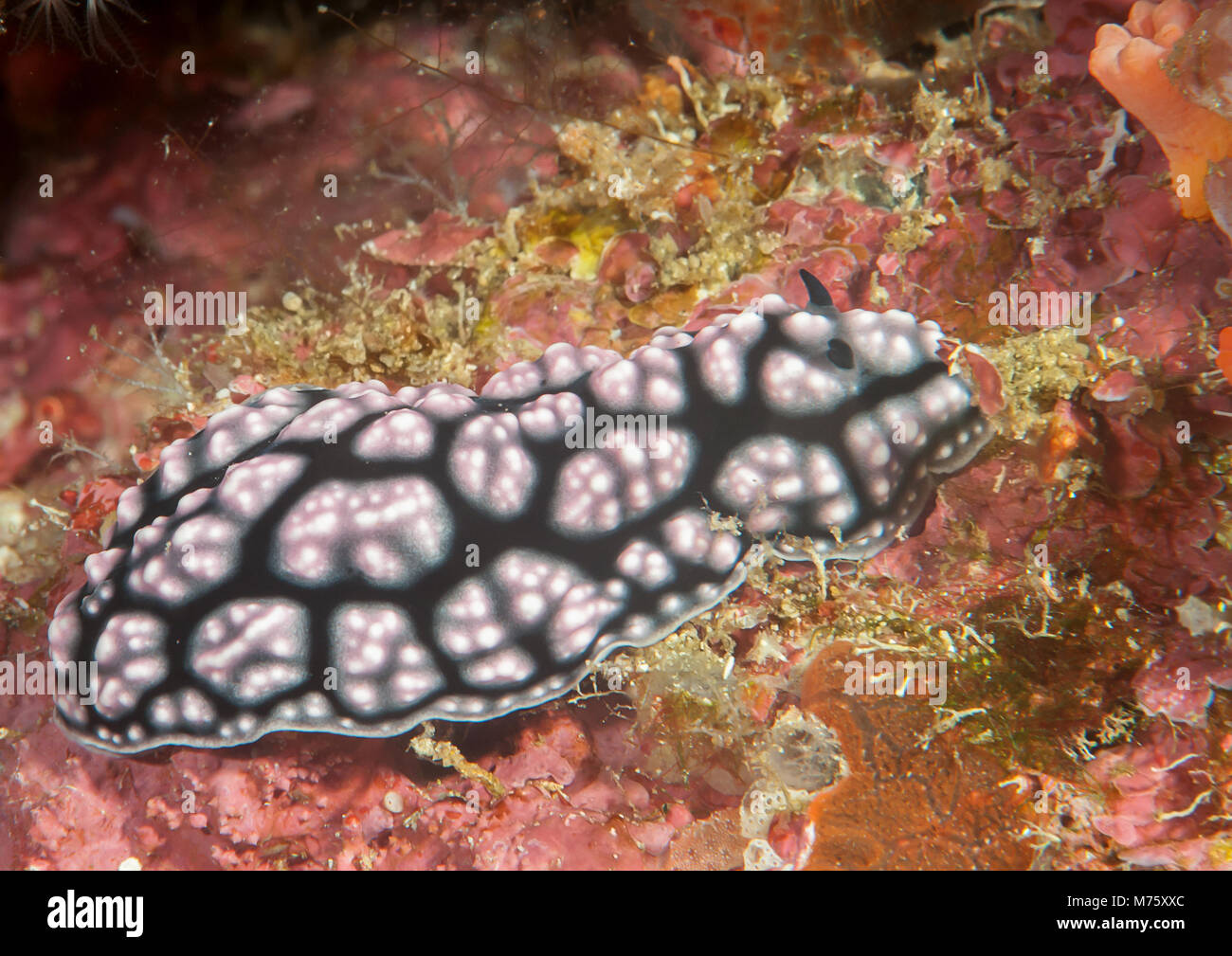 Crawling fish hi-res stock photography and images - Alamy