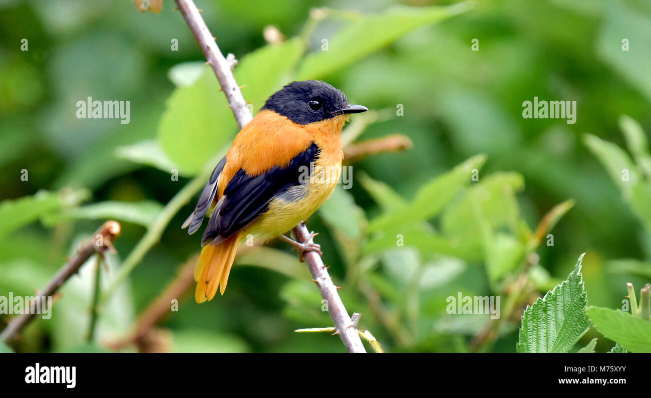 this small bird always look in munnar and other hill top area of green ...