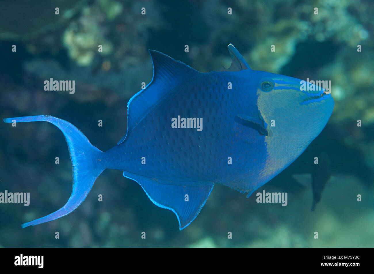 Red-toothed triggerfish ( Odonus niger ) swimming over coral reef of ...