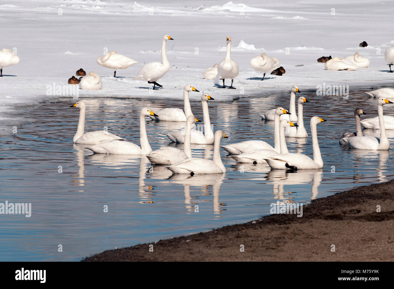 Whooper swan (Cygnus cygnus) group, Japan Stock Photo - Alamy