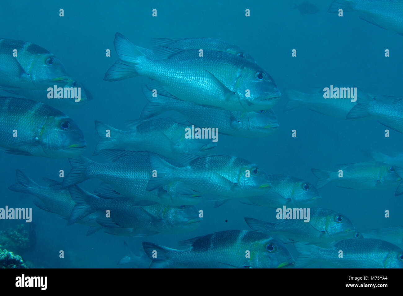 School of Humpnose big-eye bream (Monotaxis grandoculis) swimming over ...