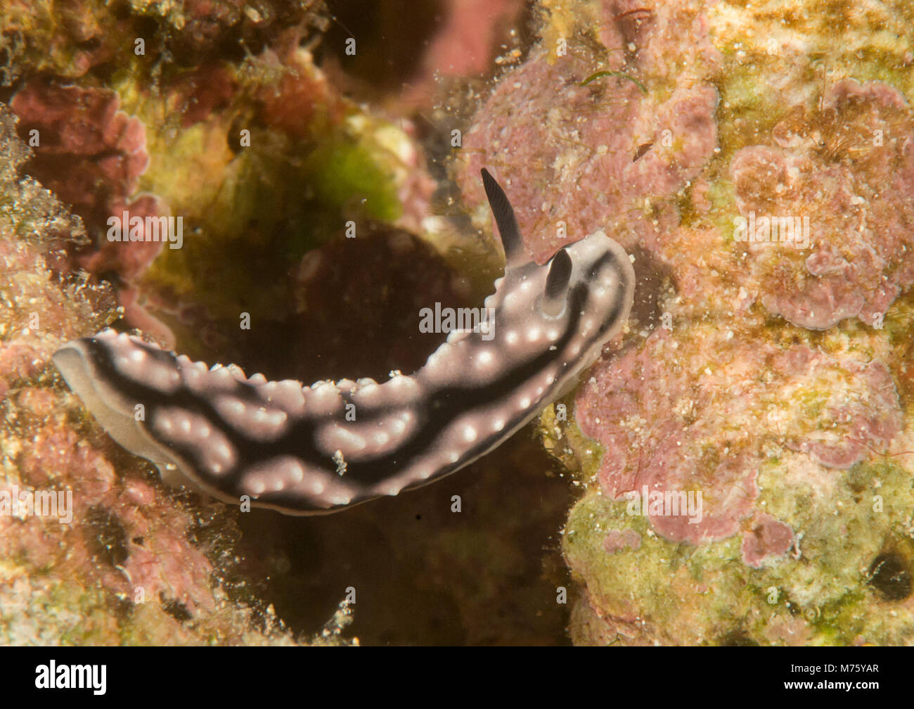 Crawling fish hi-res stock photography and images - Alamy