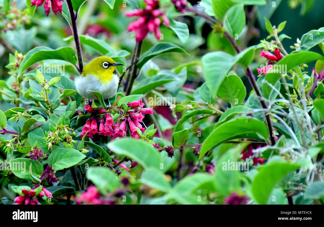 this small bird always look in munnar and other hill top area of green ...