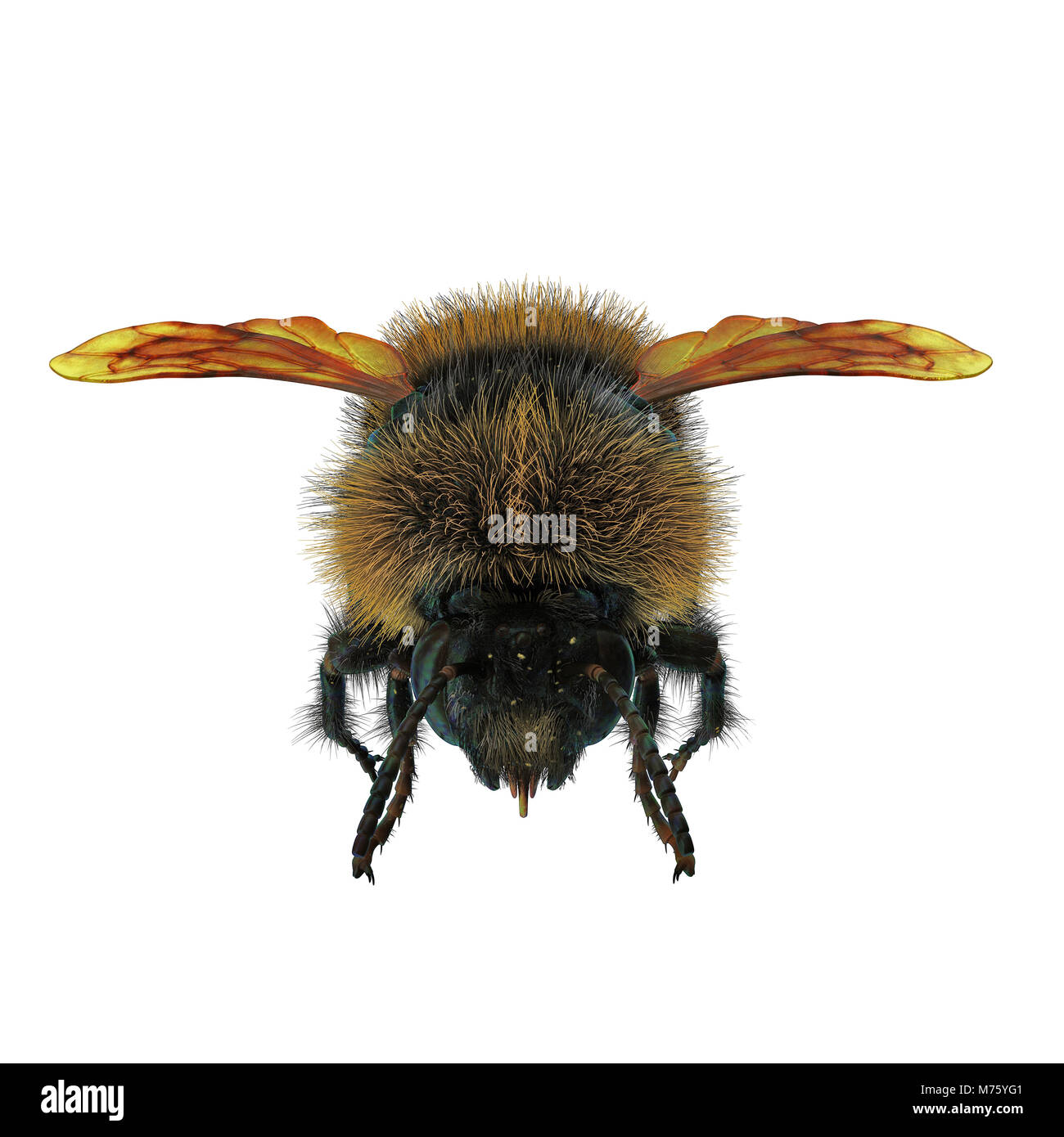 Black tailed insects Cut Out Stock Images & Pictures - Alamy