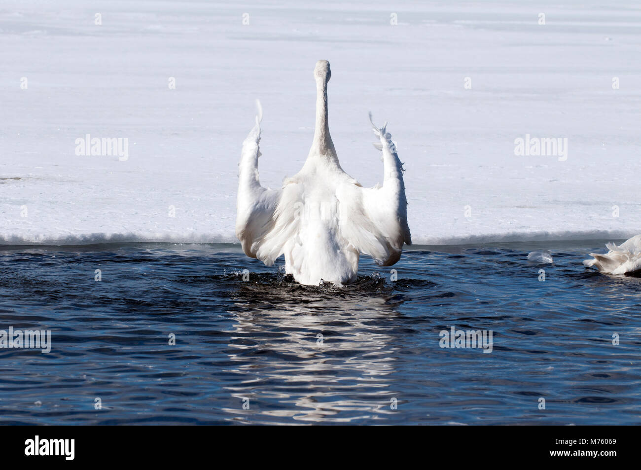 Whooper swan (Cygnus cygnus) , Japan Stock Photo - Alamy
