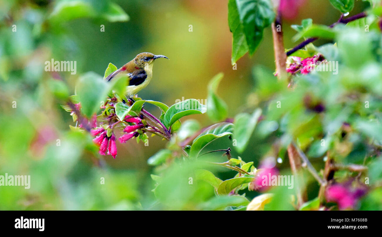 this small bird always look in munnar and other hill top area of green ...