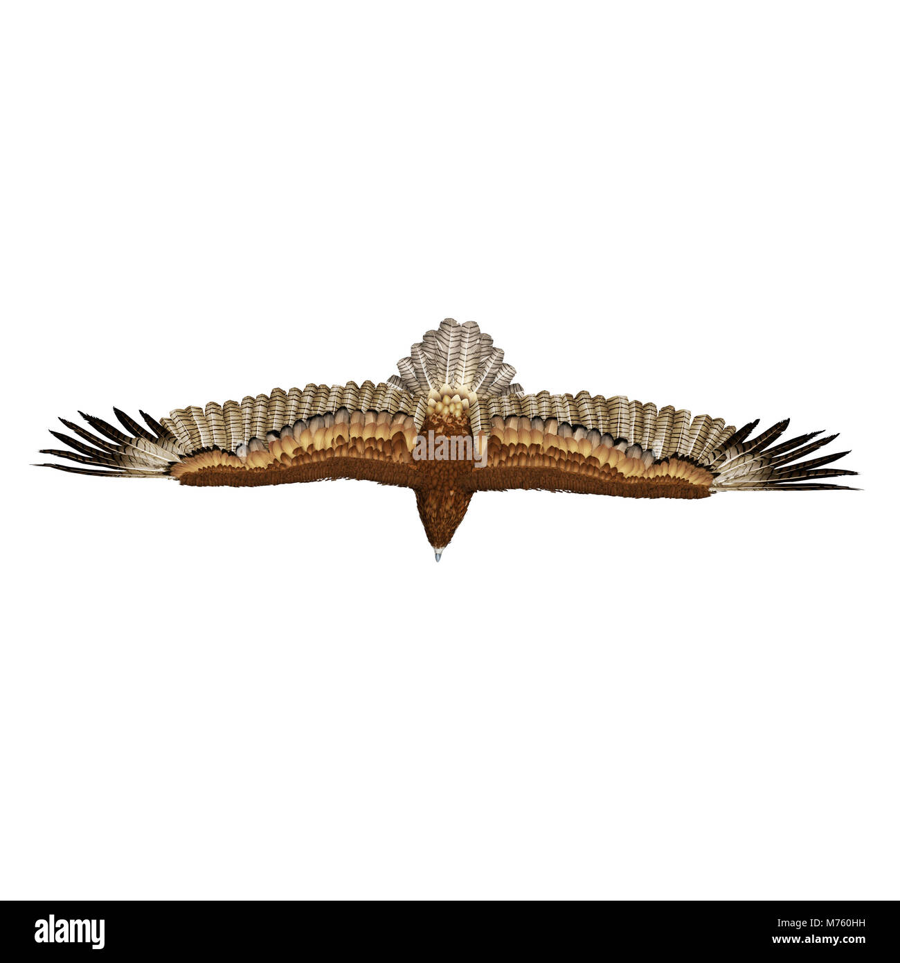 Eagle top view Cut Out Stock Images & Pictures - Alamy