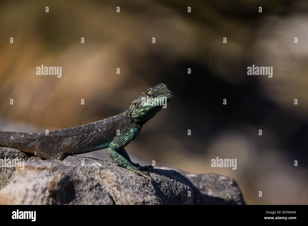 Koggelmander hi-res stock photography and images - Alamy