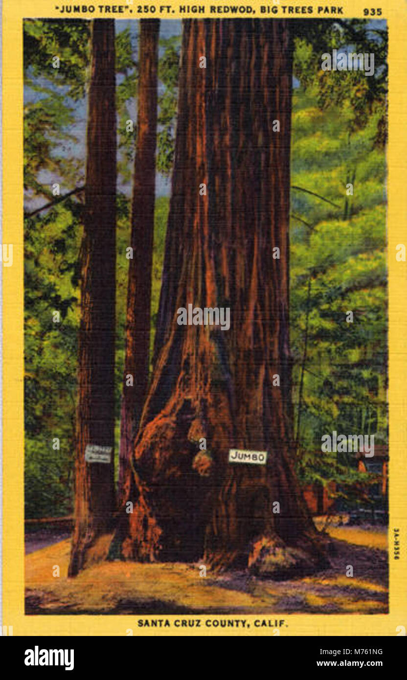 A striking image of the Jumbo Tree in Big Trees Park, showcasing one of ...