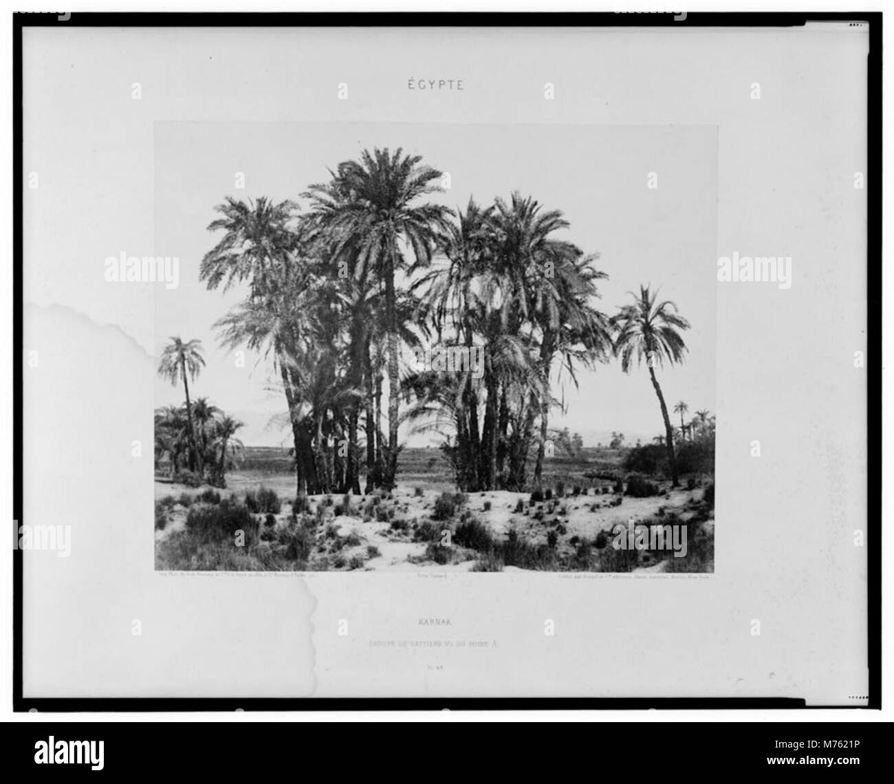 Egypt palm trees palms Black and White Stock Photos & Images - Alamy