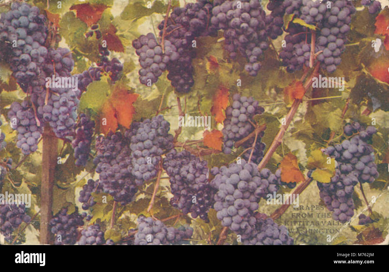 A photograph of grapes grown in the Kittitas Valley of Washington State ...