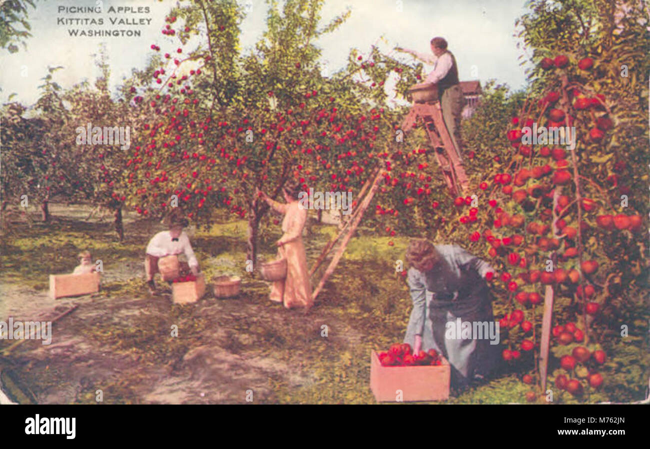 Apple picking in Kittitas Valley, Washington, showcases the region's ...