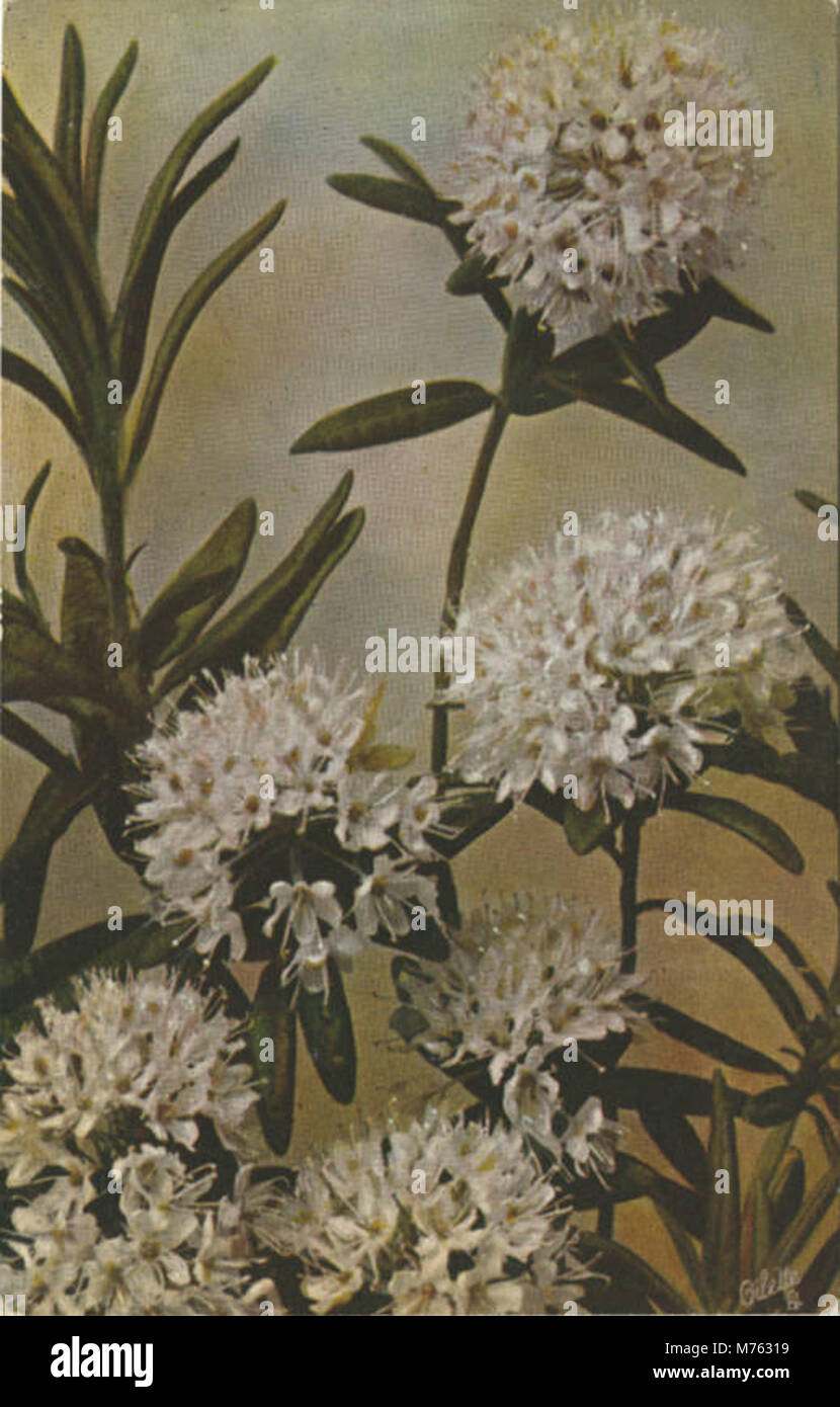 Labrador tea plant hi-res stock photography and images - Alamy