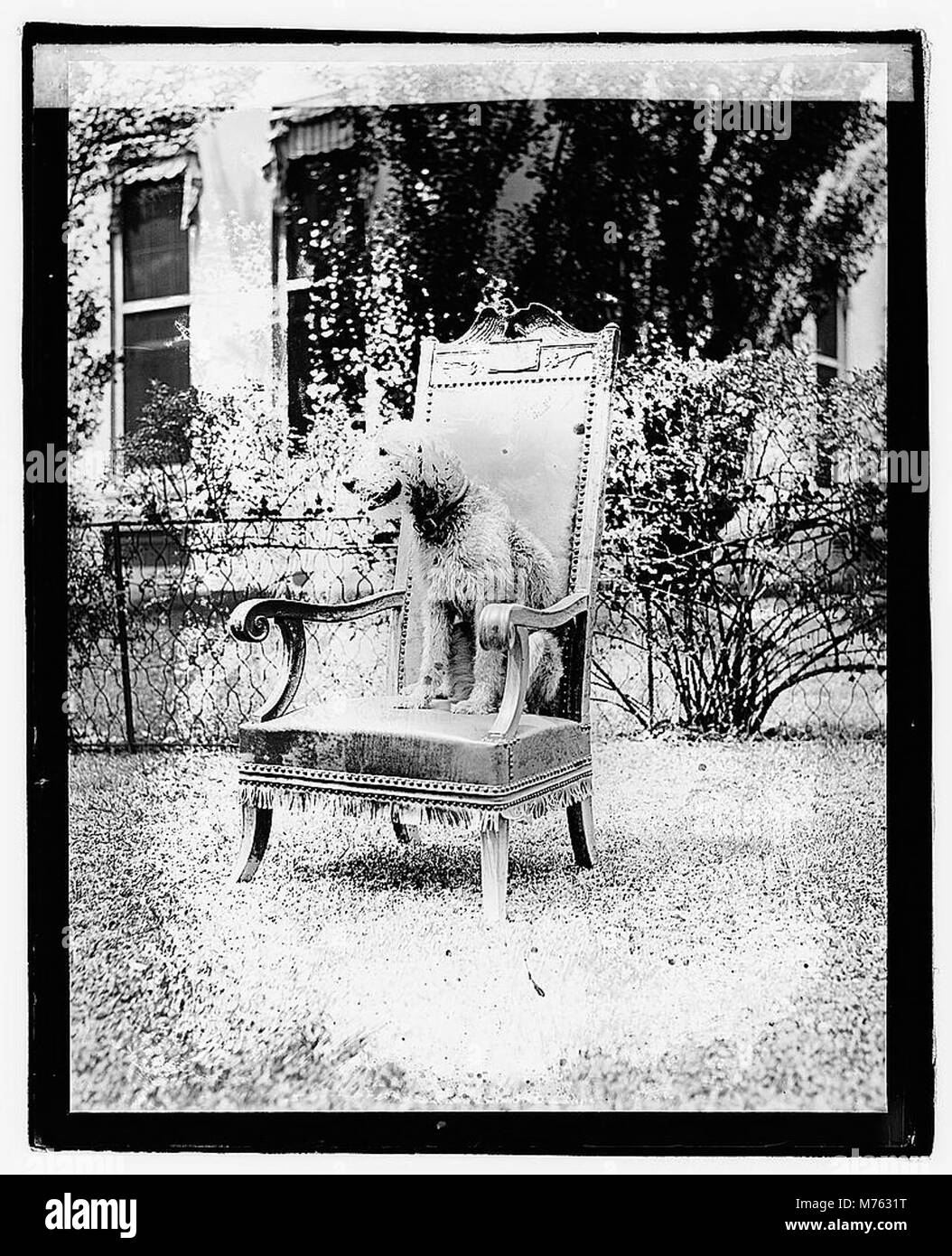 Laddie Boy, President Harding's dog, is seated in an editorial chair on ...