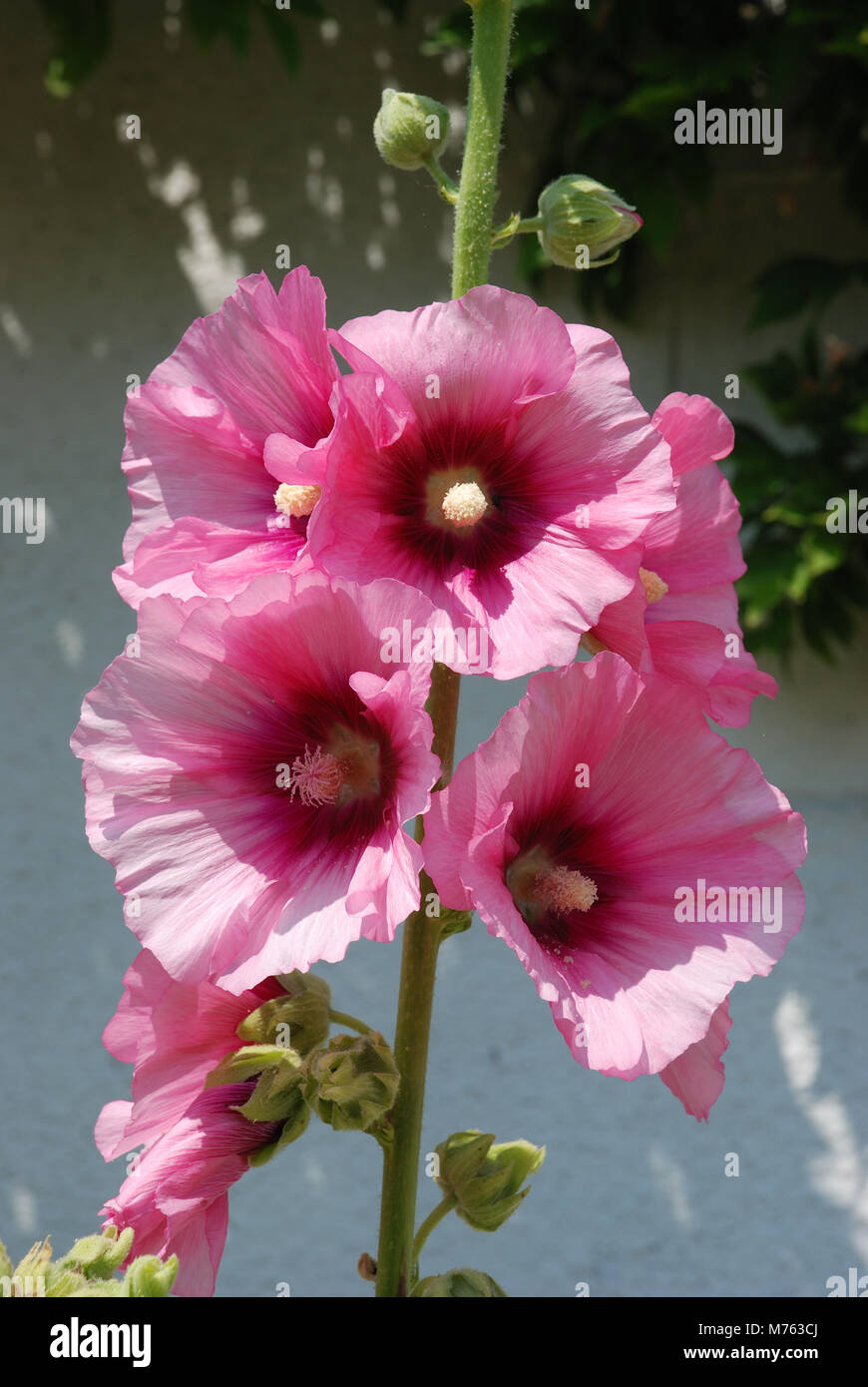 Garden hollyhock lcea Althea rosea Stock Photo - Alamy