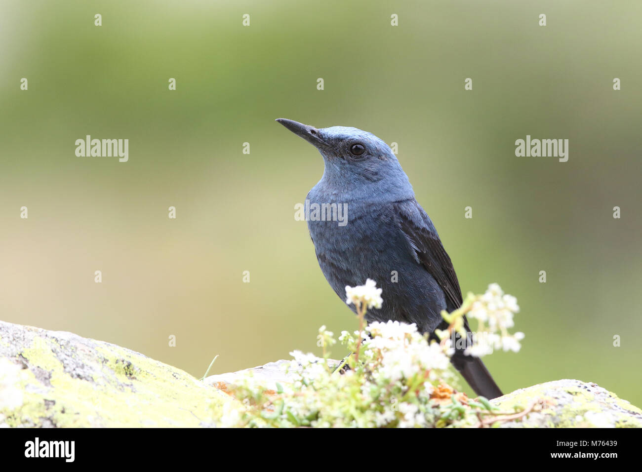 blue rock thrush Stock Photo - Alamy
