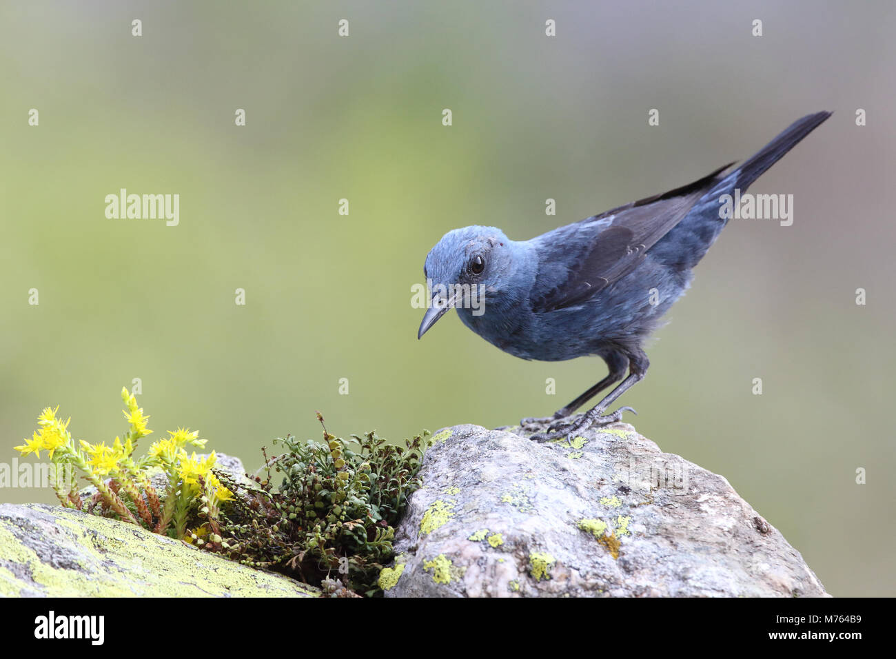 blue rock thrush Stock Photo - Alamy