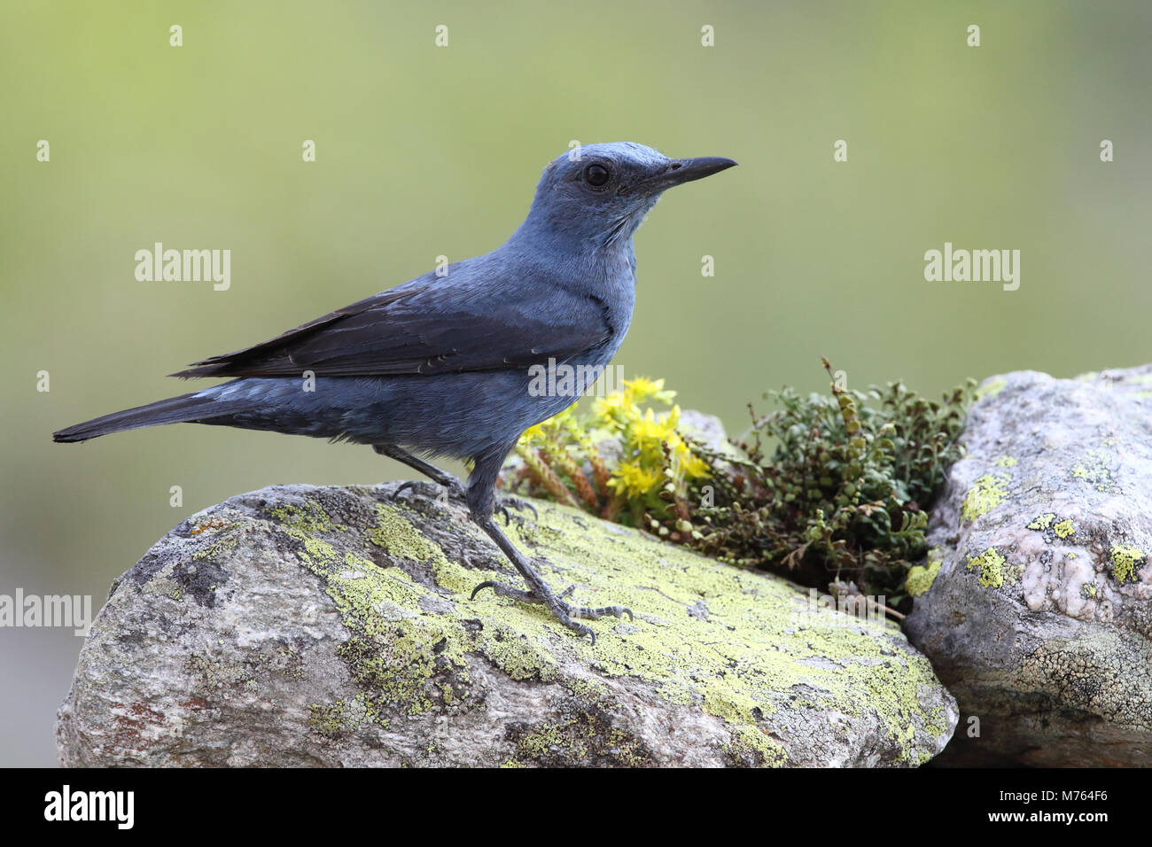blue rock thrush Stock Photo - Alamy