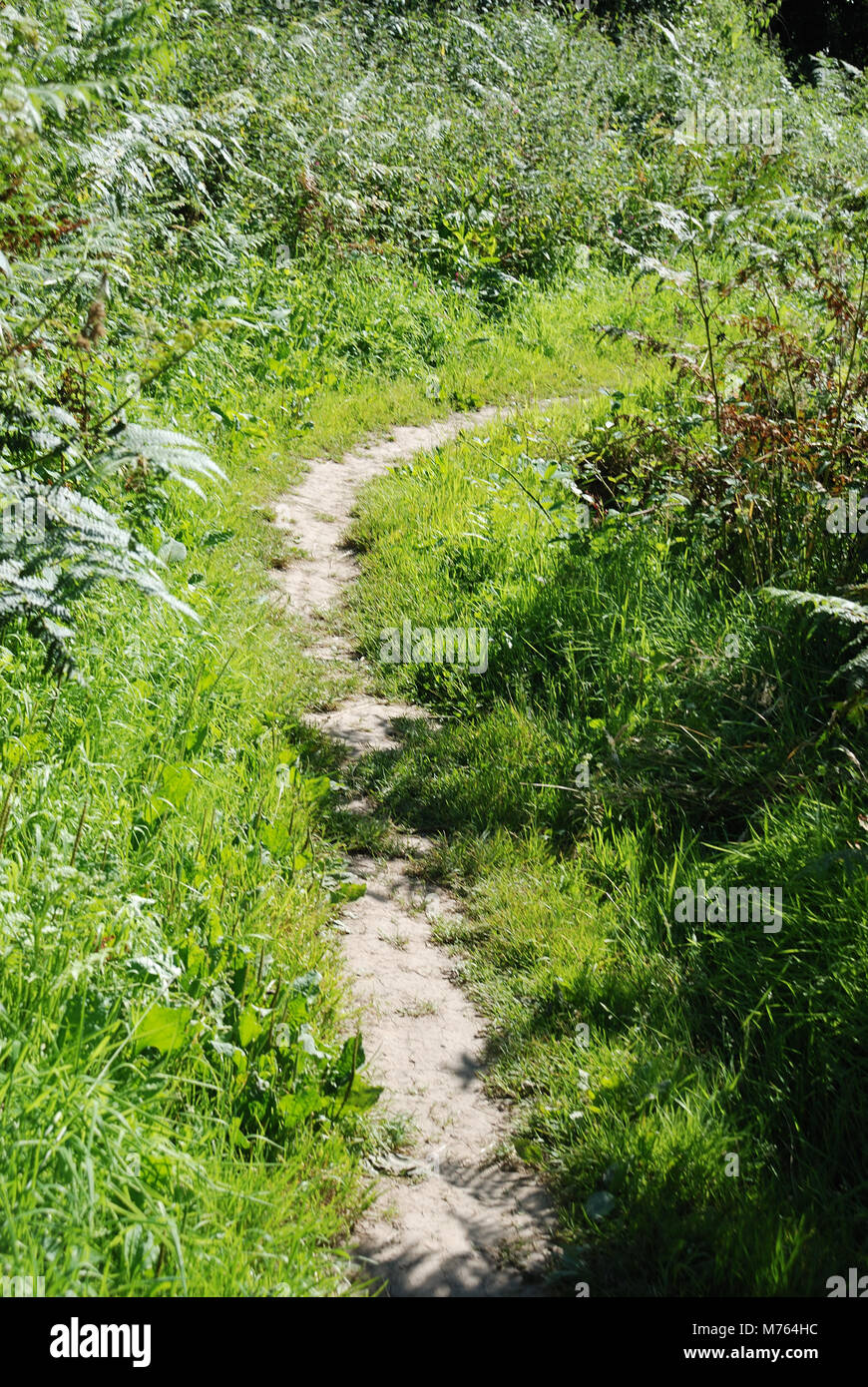A path in summer Stock Photo - Alamy