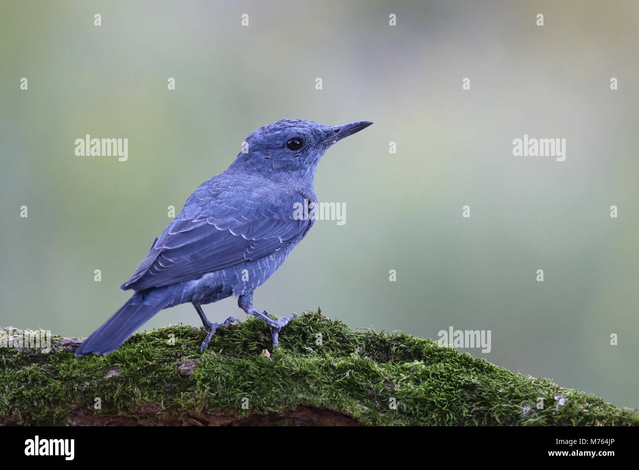 blue rock thrush Stock Photo - Alamy