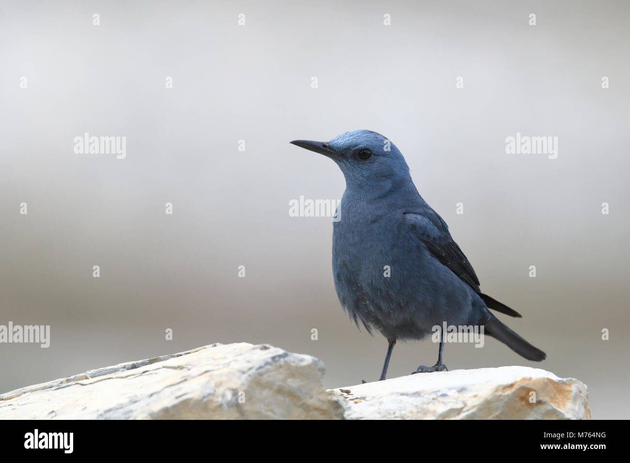 blue rock thrush Stock Photo - Alamy