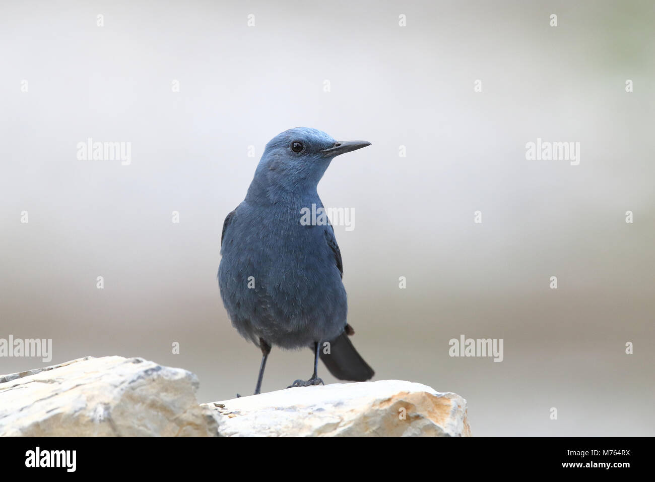 blue rock thrush Stock Photo - Alamy