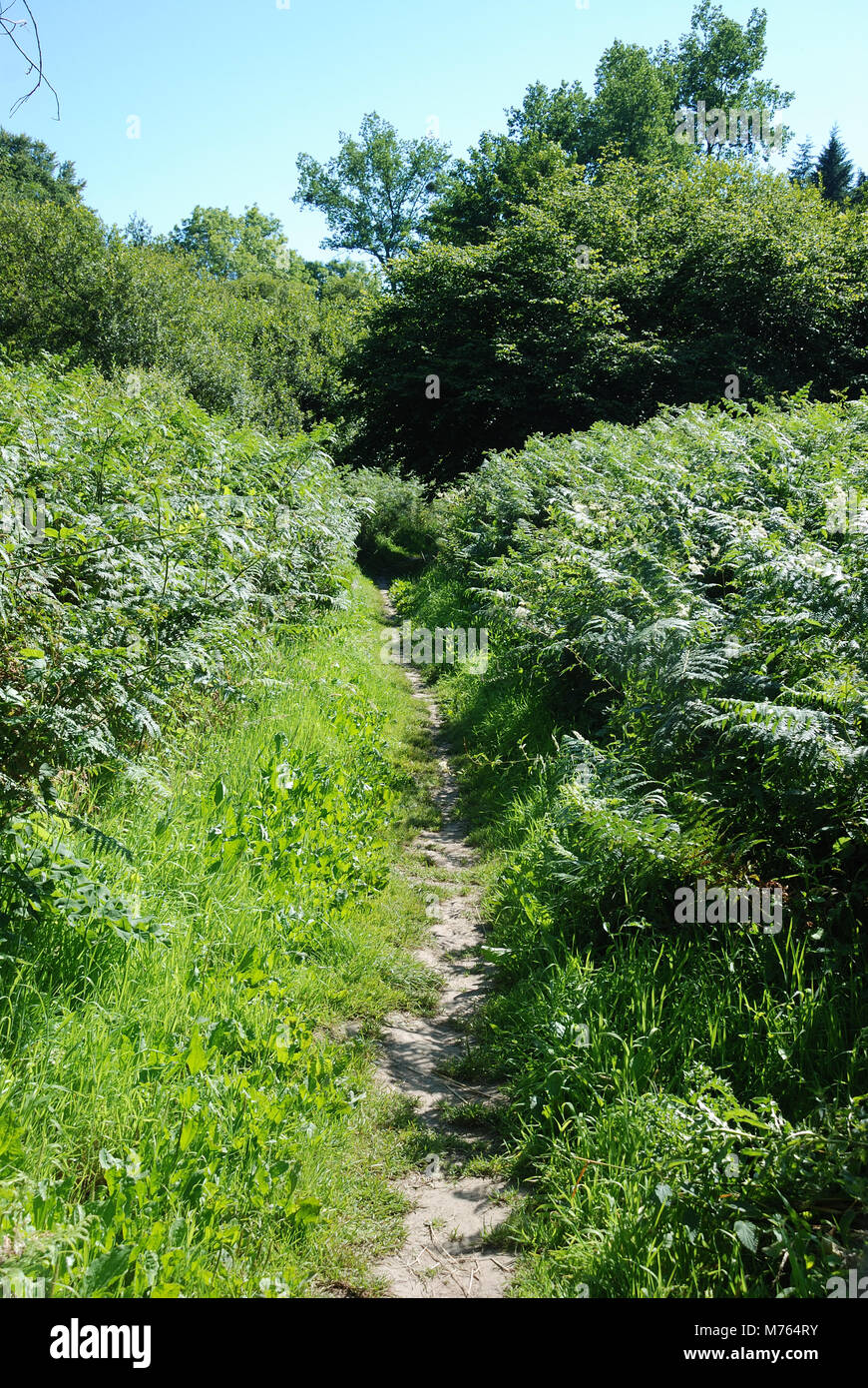 A path in summer Stock Photo - Alamy