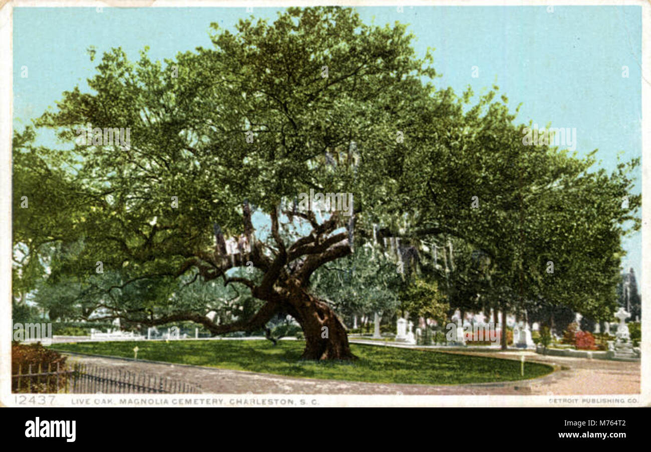 A large live oak tree in Magnolia Cemetery, known for its sprawling ...