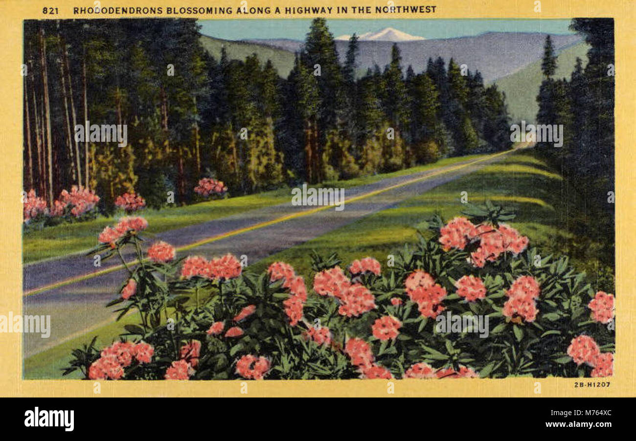 This photograph captures rhododendrons blooming along a highway in the ...