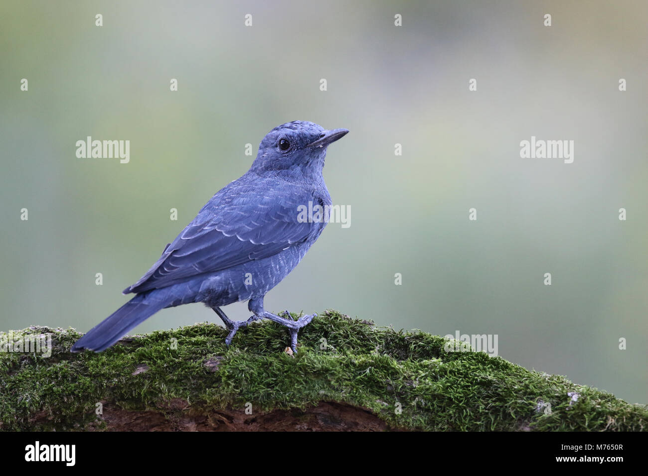 blue rock thrush Stock Photo - Alamy