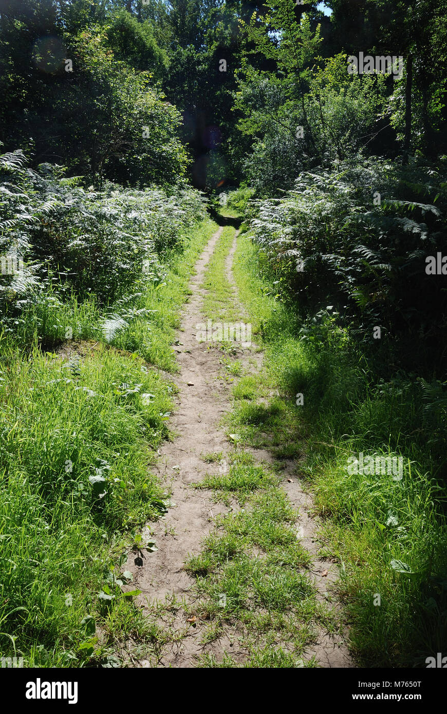 A path in summer Stock Photo - Alamy