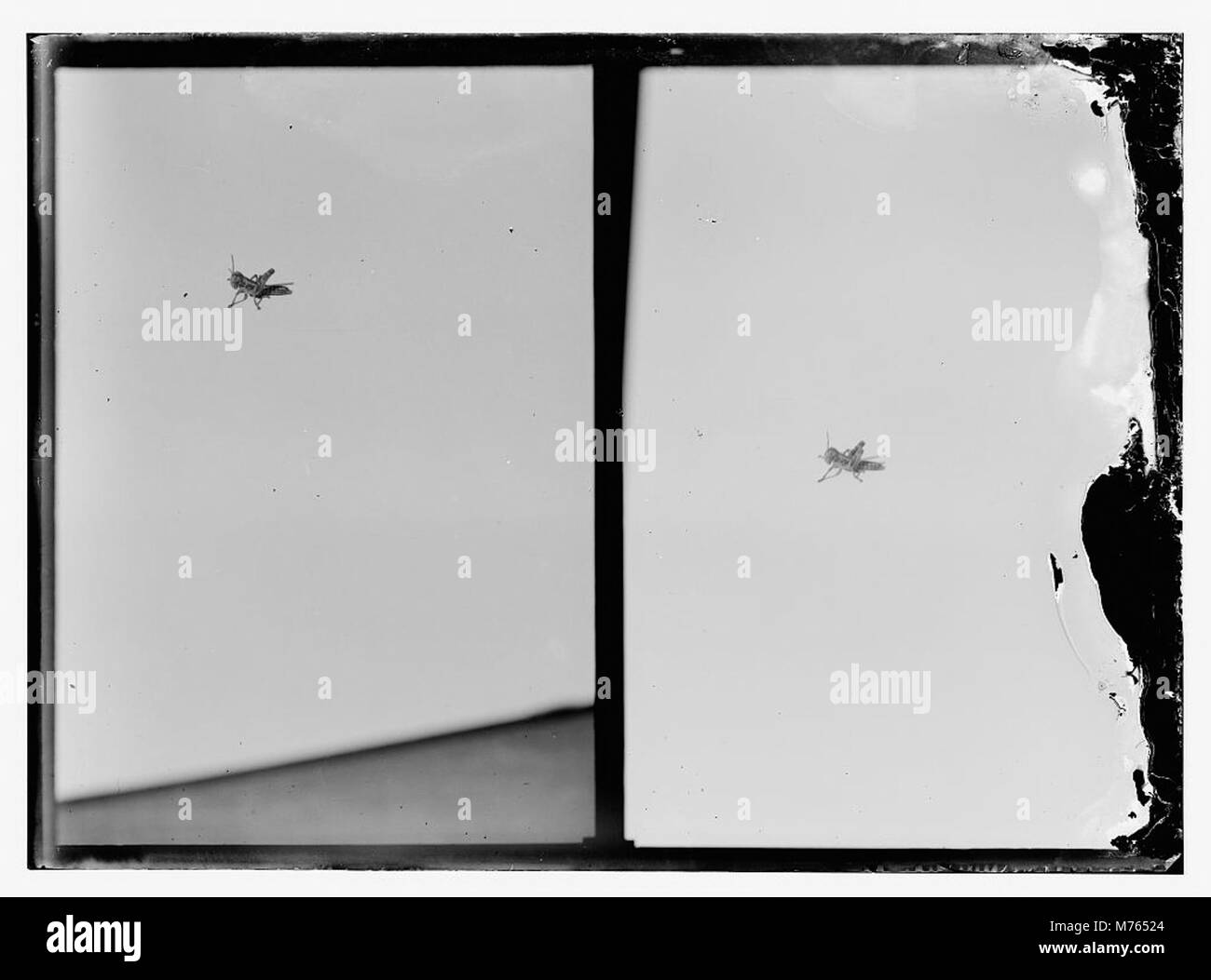 Locust is captured in this image, showing the natural beauty of the ...