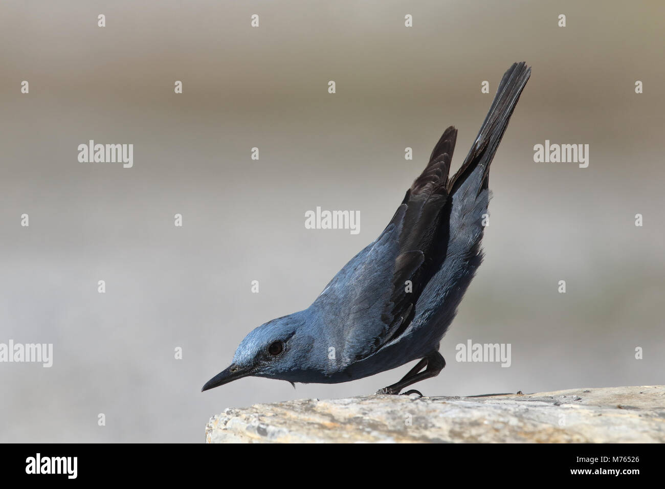 blue rock thrush Stock Photo - Alamy