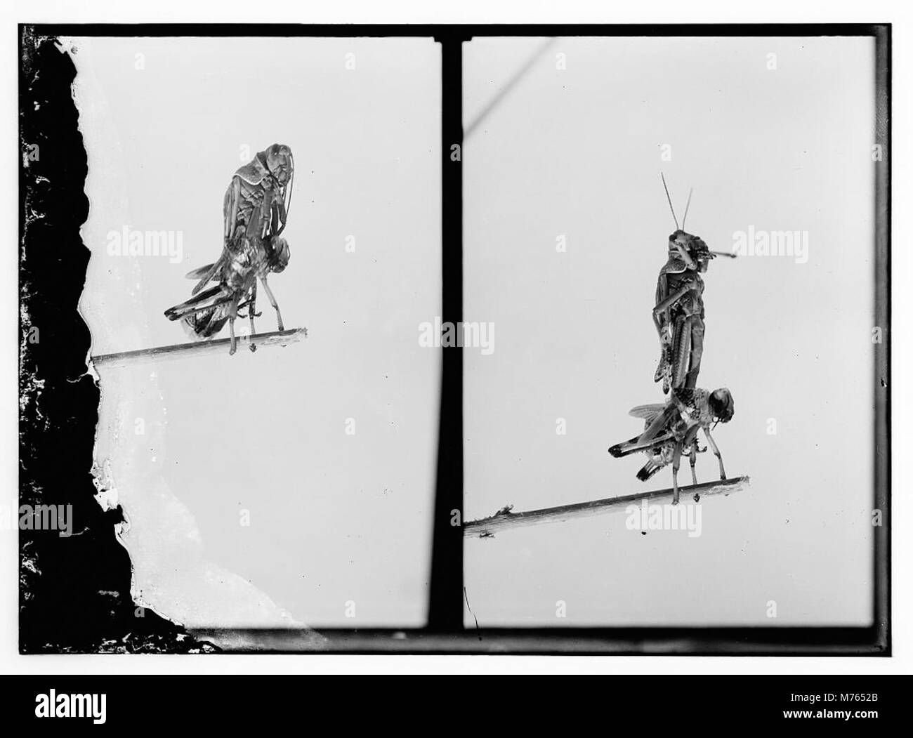 This image captures the process of locust moulting, where the insect ...