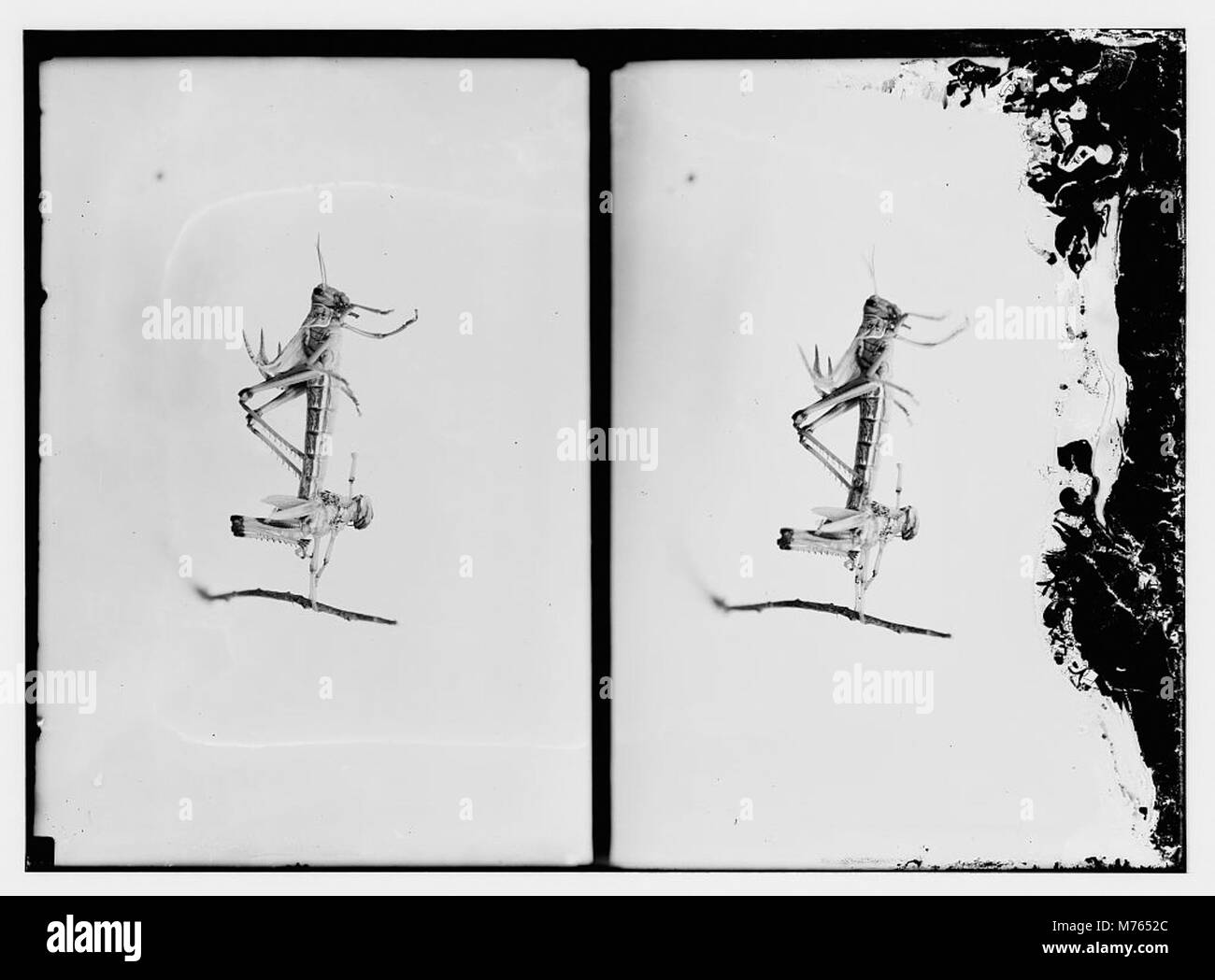 A photograph showing the moulting process of a locust, highlighting a ...