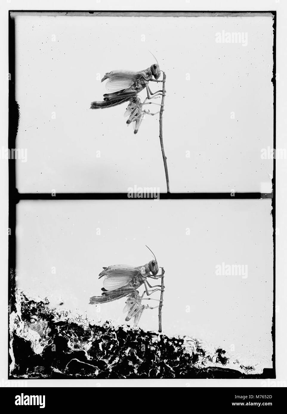 The image captures a locust moulting, a critical stage in the locust ...