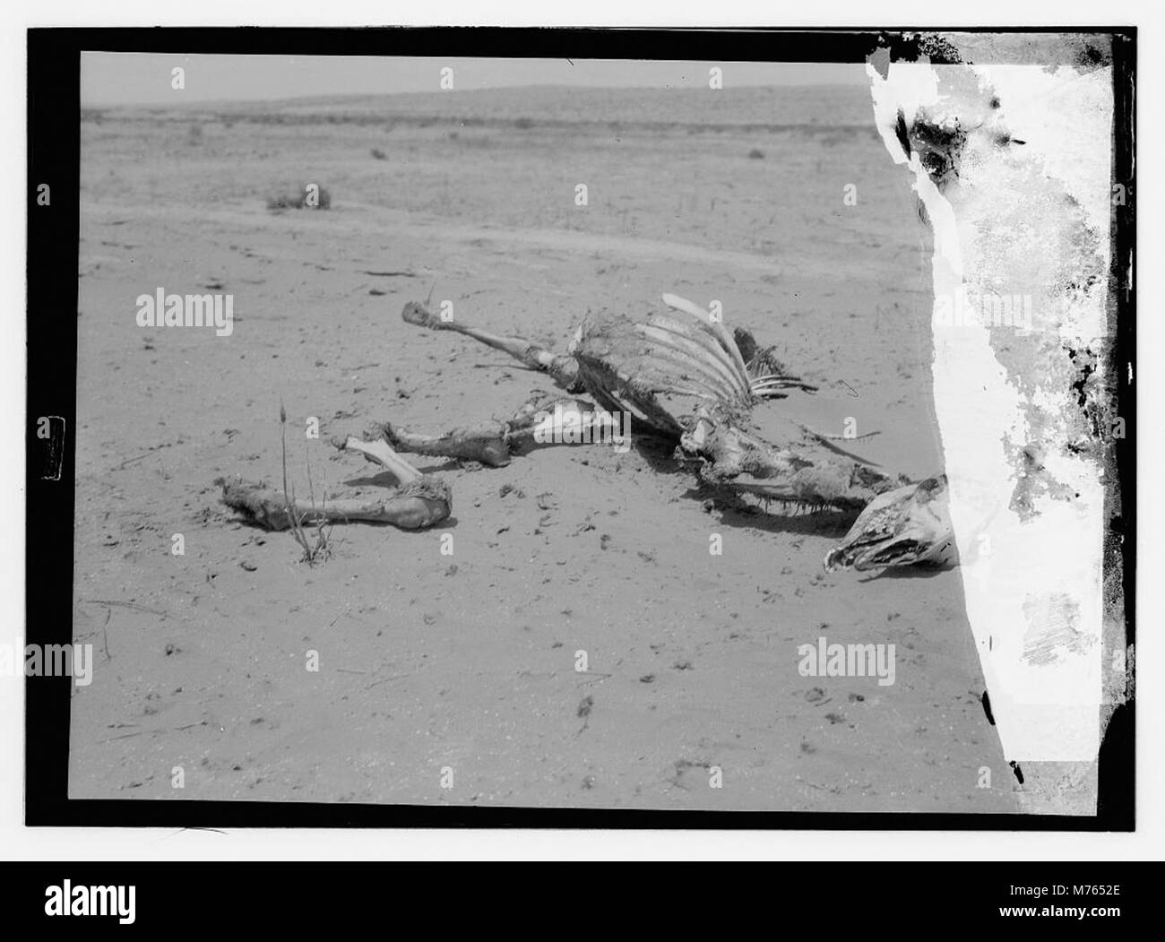 Photograph showing the aftermath of a locust plague, with a camel ...