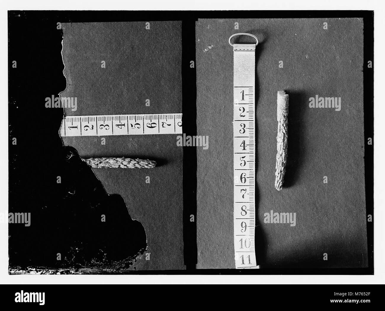 This image shows a locust egg pouch, part of the lifecycle of locusts ...
