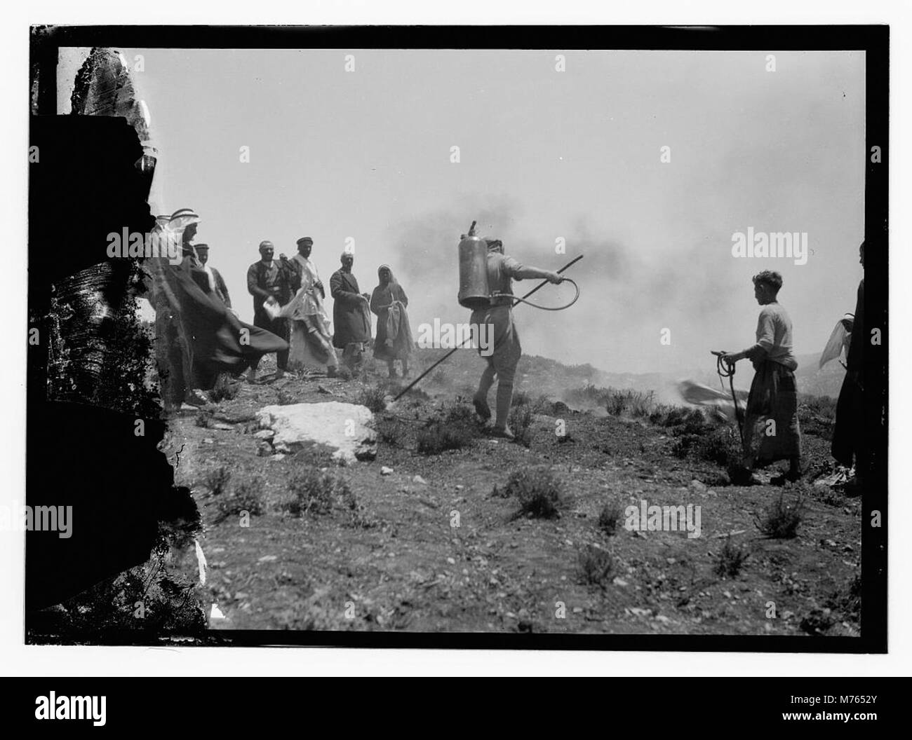 A photograph of a locust plague, showing the devastation caused by the ...