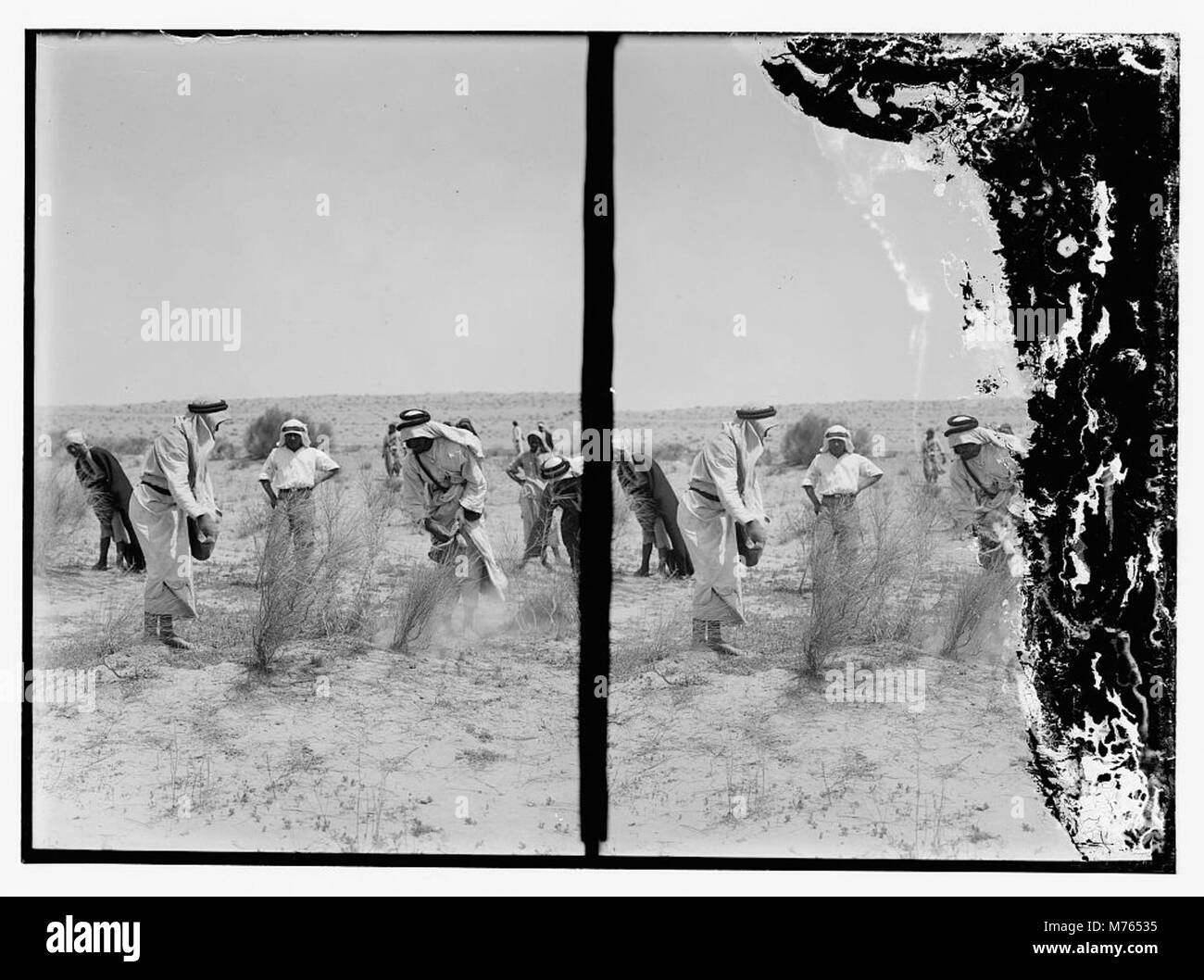 This image depicts the aftermath of a locust plague, a destructive ...