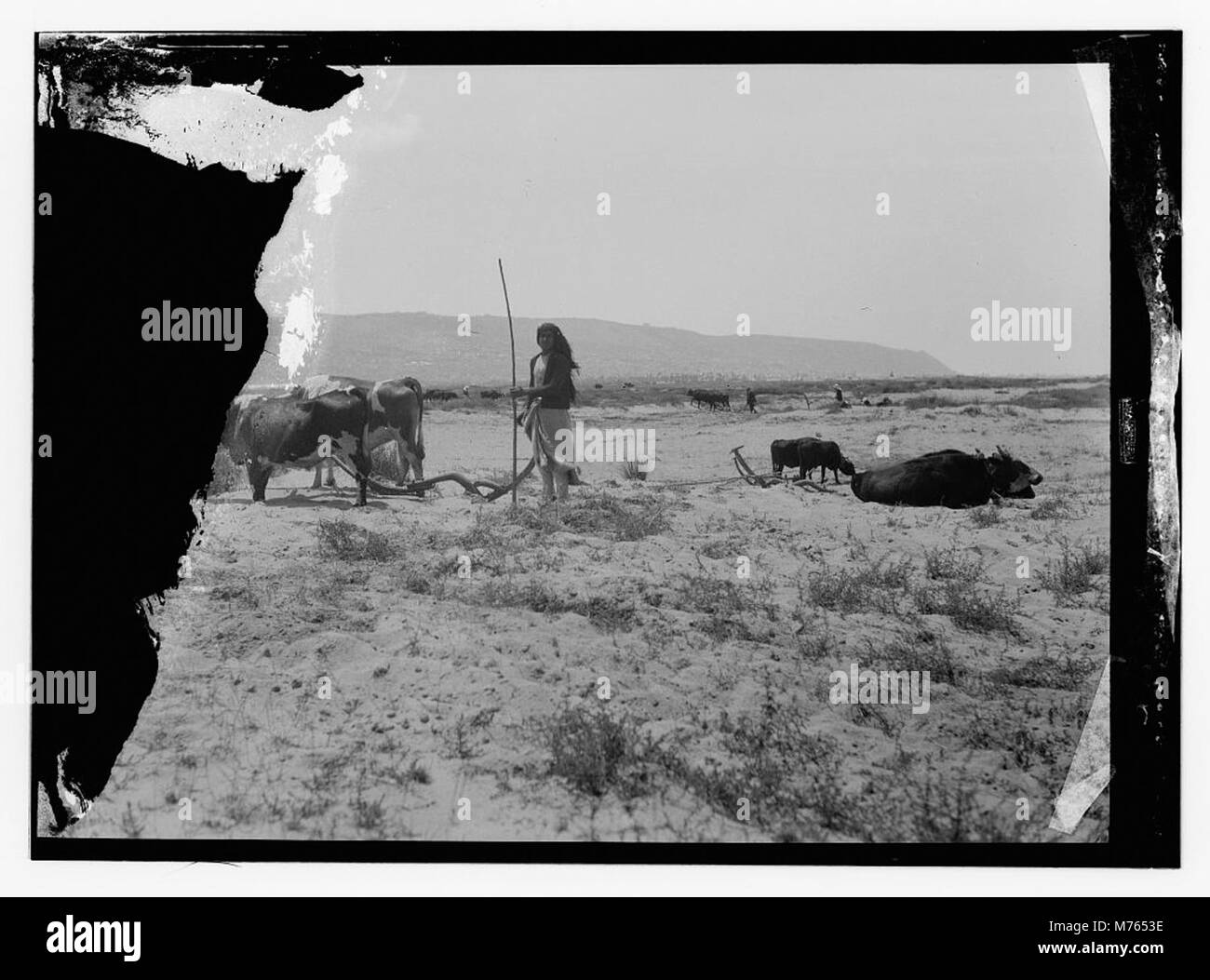 Photograph of a locust plague, capturing the destruction and impact of ...