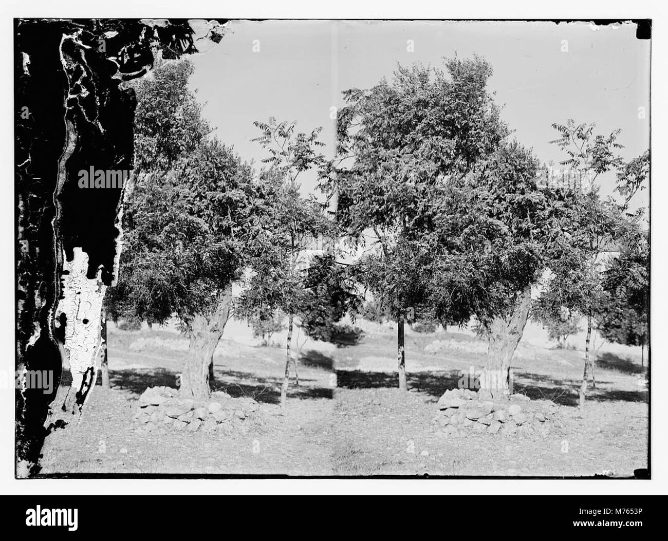 Tree plague Black and White Stock Photos & Images - Alamy