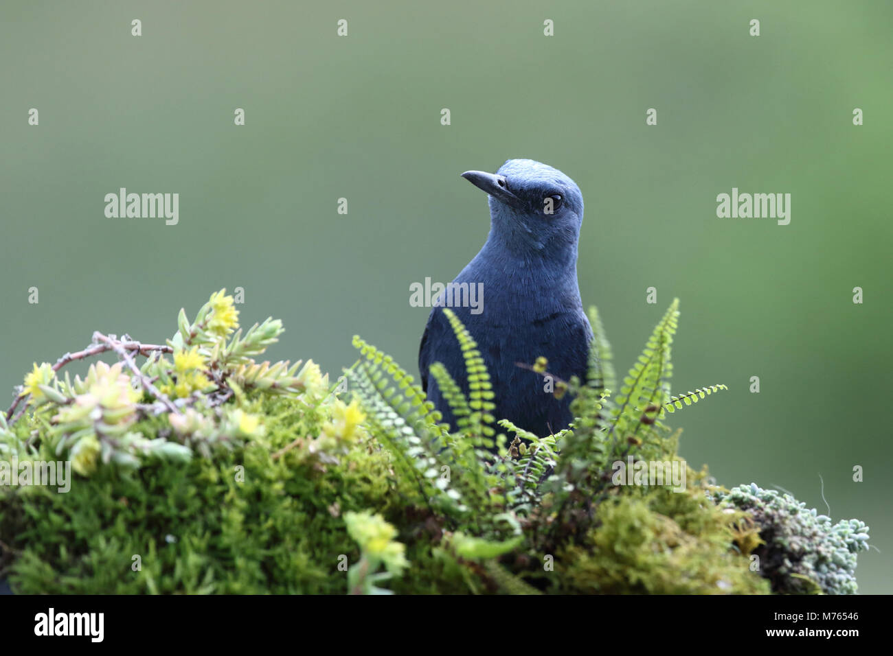 blue rock thrush Stock Photo - Alamy