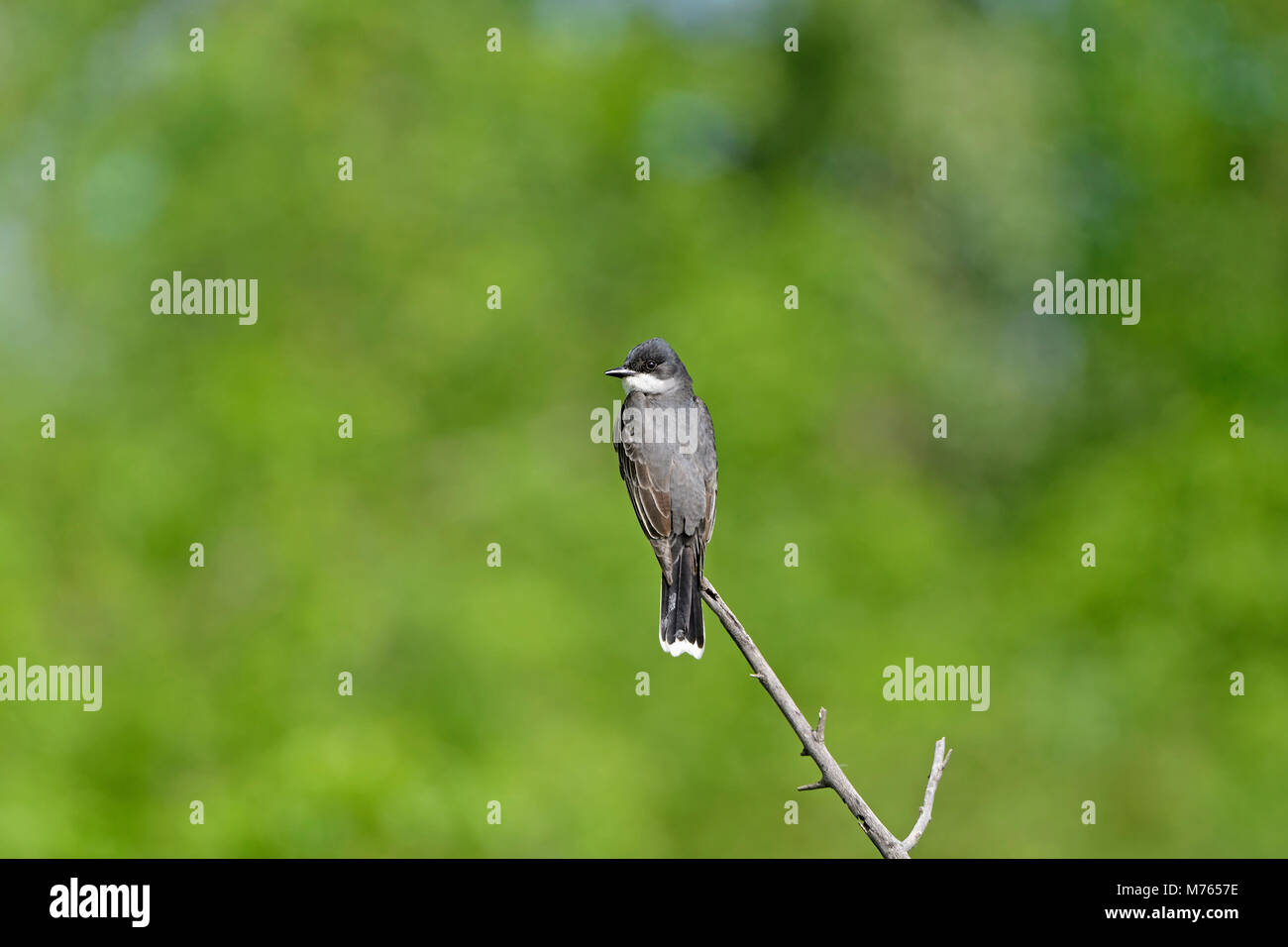 Theodore roosevelt national park bird hi-res stock photography and ...