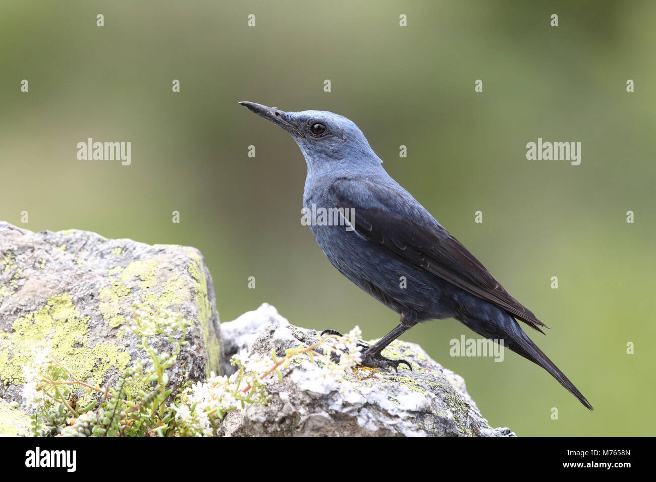 blue rock thrush Stock Photo - Alamy